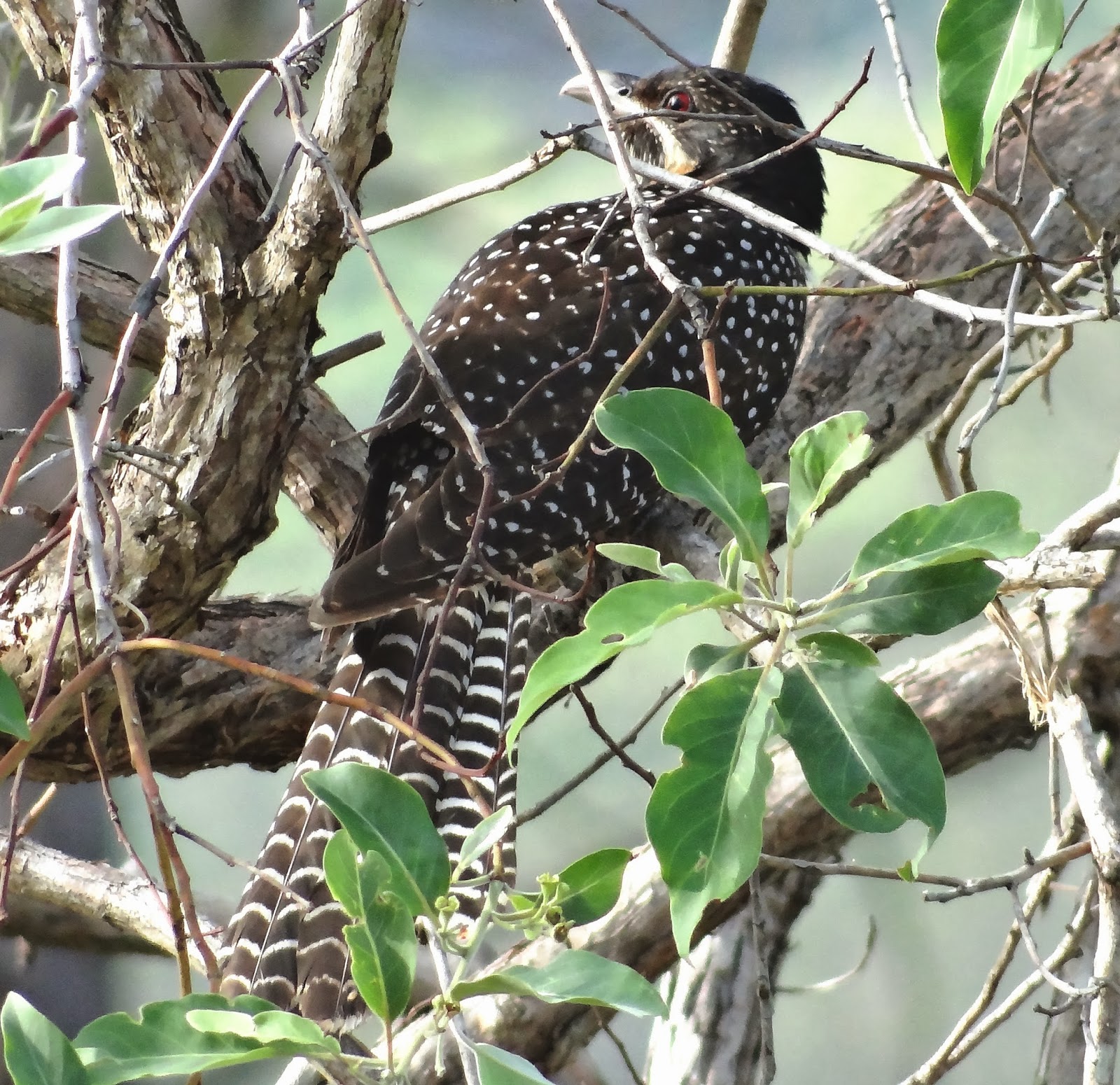 sunshinecoastbirds: October 2013