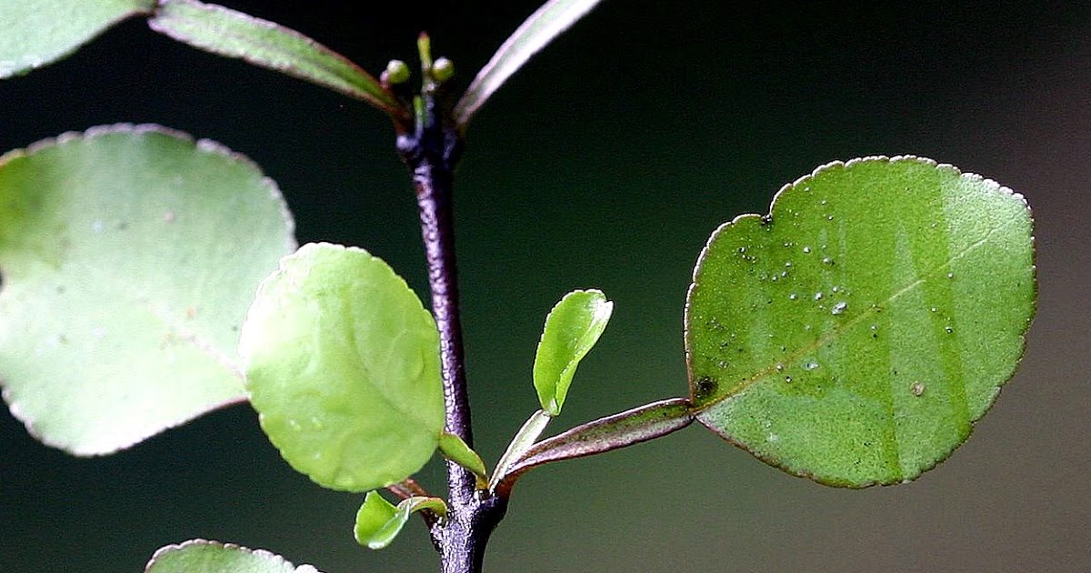 Botany word of the day : Phyllode: A widened petiole with the function ...