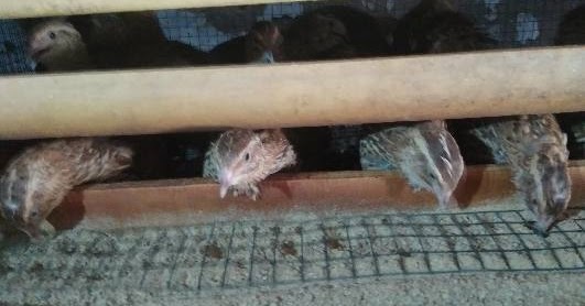 STANDAR PEMBERIAN PAKAN PUYUH PETELUR DAN EFISIEN | Hobby Kece