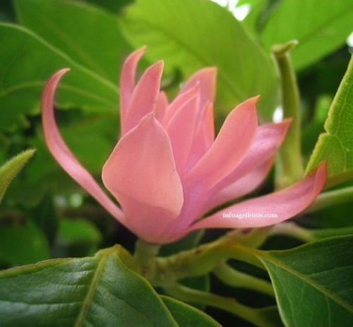 isyraQ resT houSe: Khasiat Bunga Cempaka