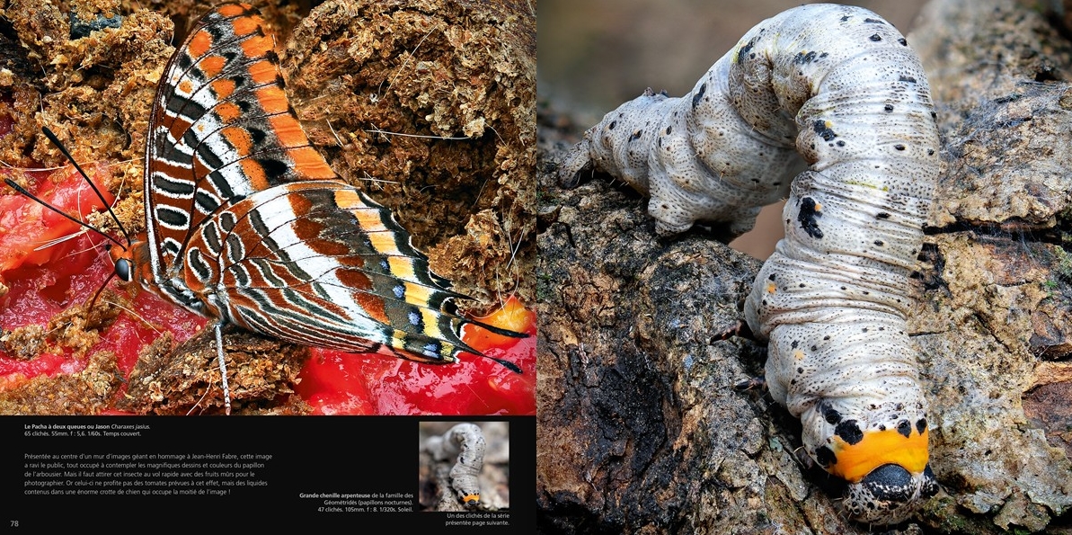 Animalia: Hyper Nature, de Philippe Martin