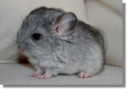 Cute Baby Chinchilla