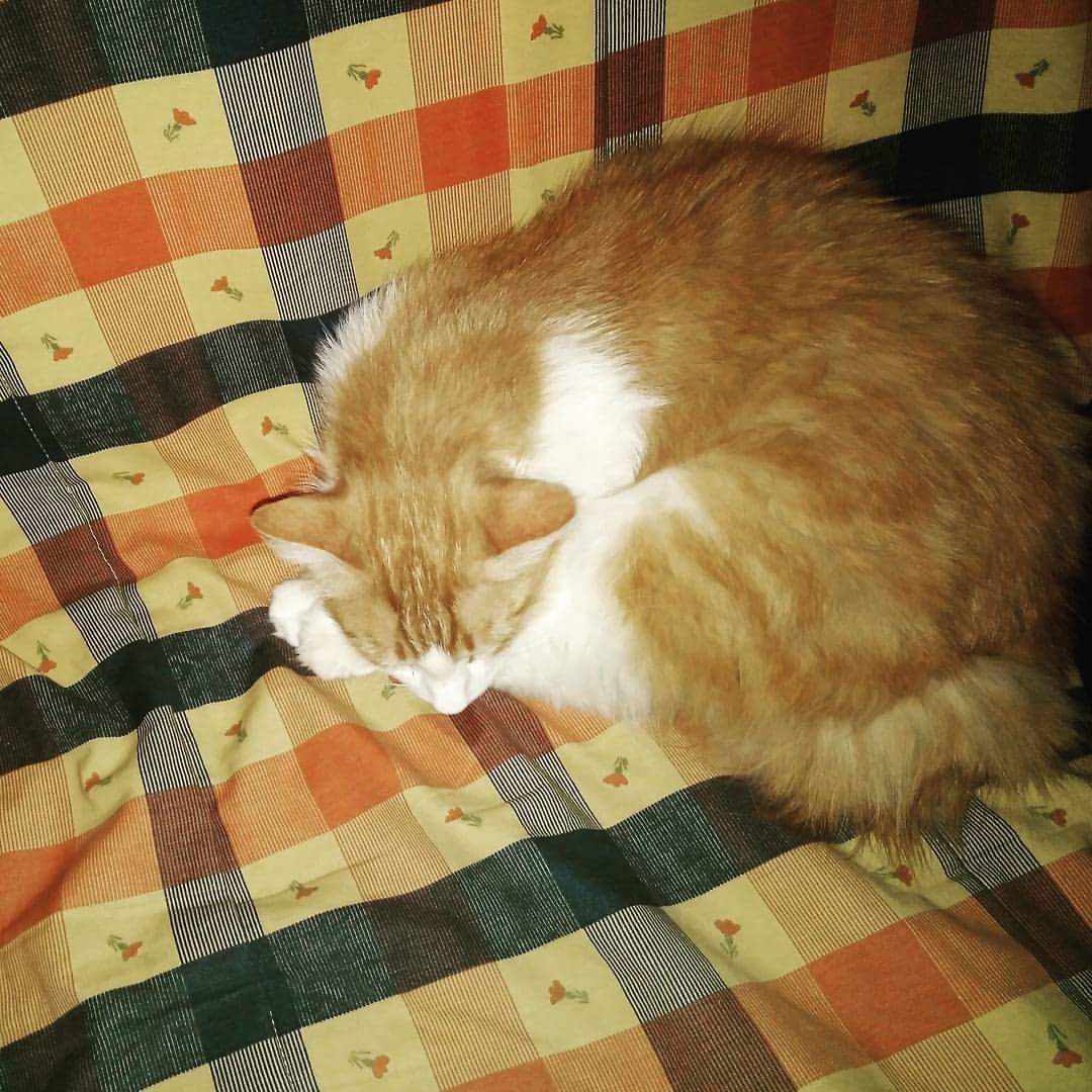 Charles Baudelaire, "Le chat" (XXXIV), Les fleurs du mal.