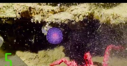 5 Mysterious New Deep Sea Discoveries