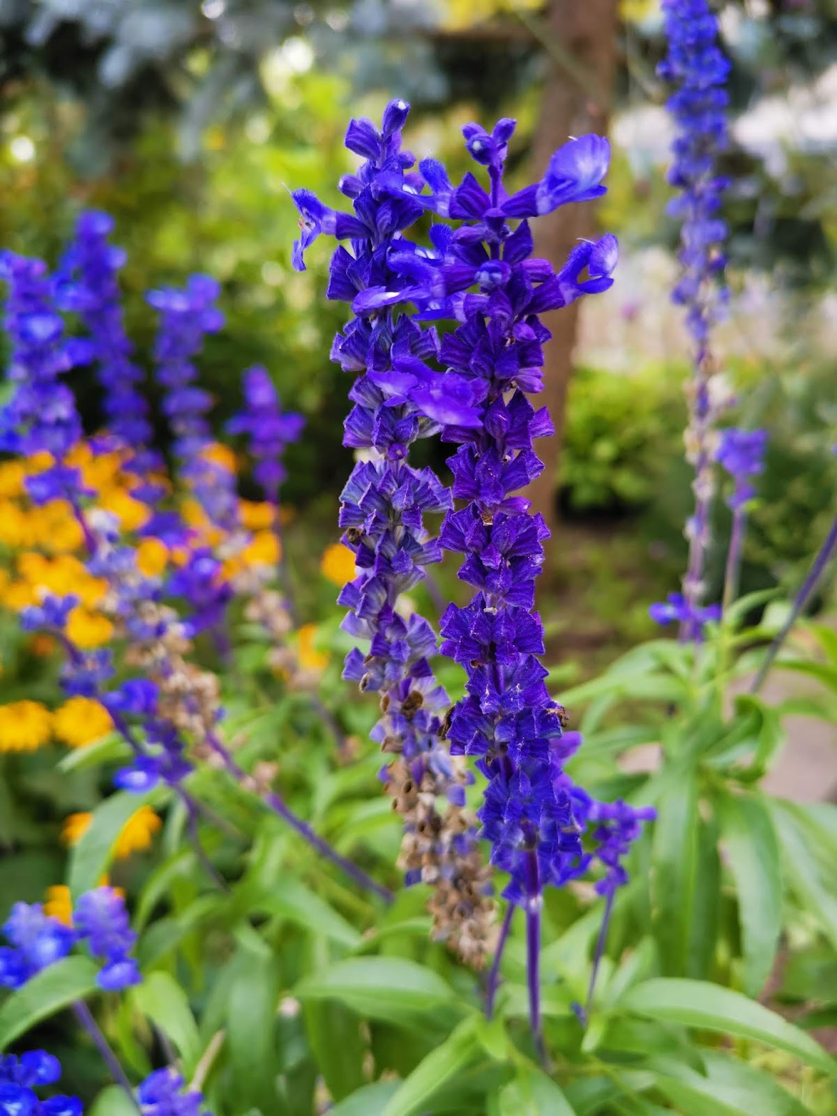 Ankit Lamba: "In every walk with nature one receives far more than he ...