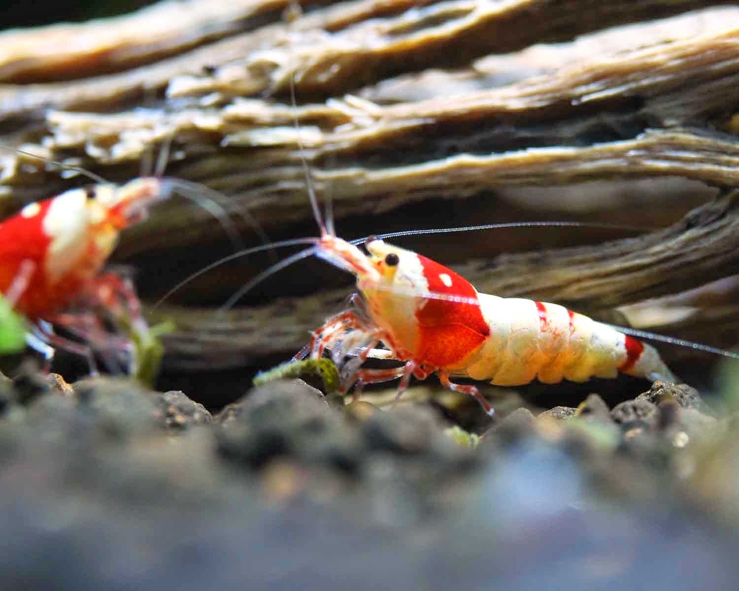 Shrimp Diary