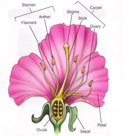 Typical Structure of Flower - Bioscience wala