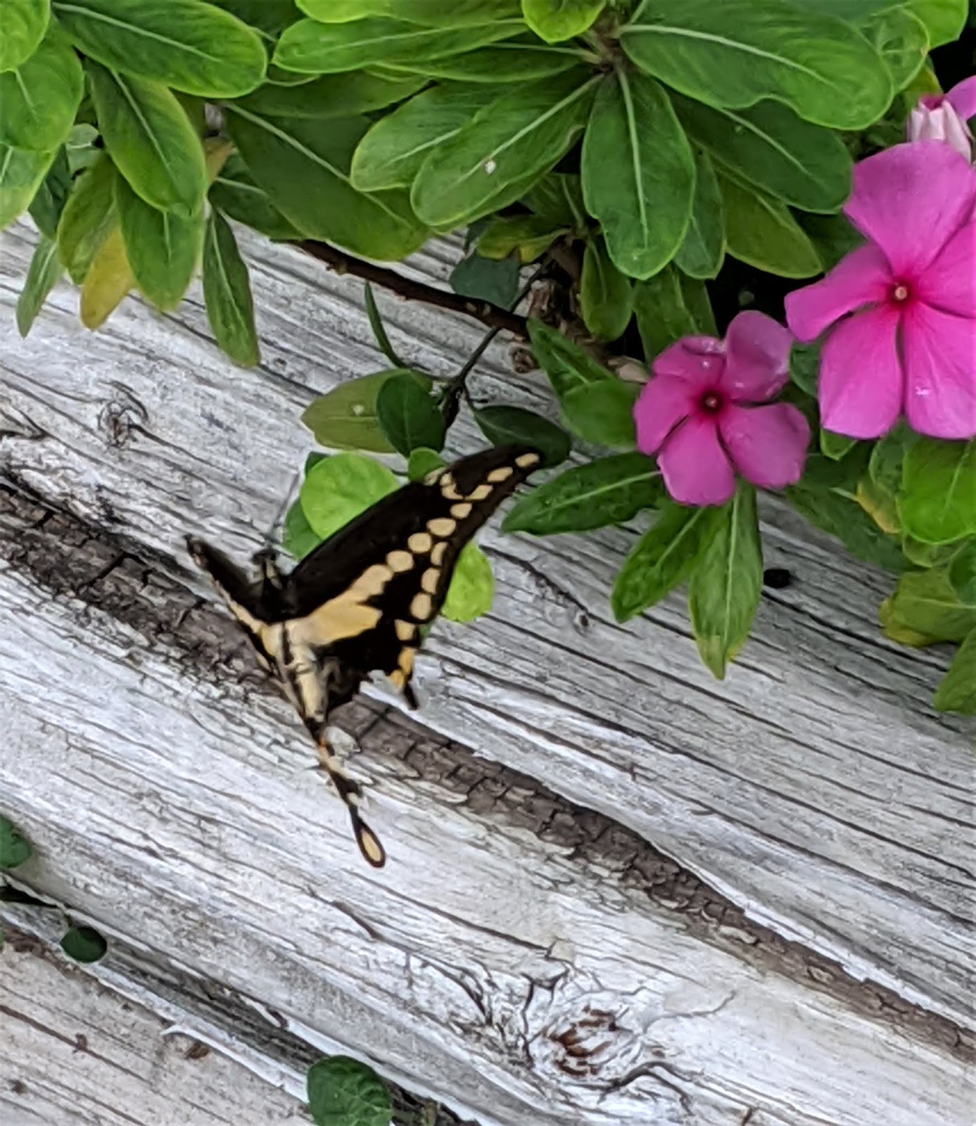 Trophy Gardens RV Resort: Photo Catch Up