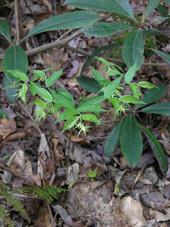 Maza Studio: The Spotted Mandarin