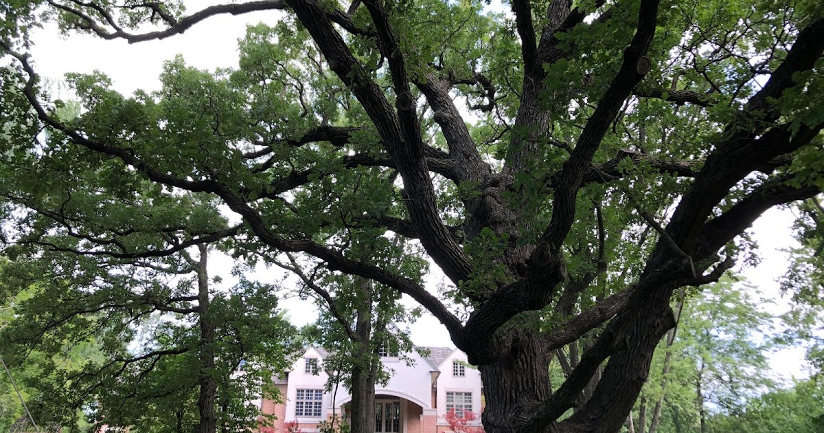 Every goddamn day: 12/29/23: Bebb Oak