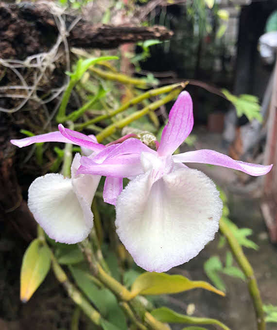 Dendrobium polyanthum Wallich ex Lindley