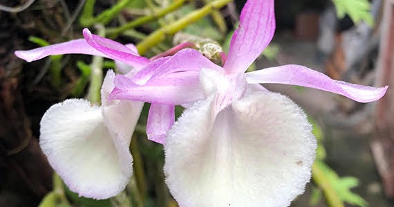 Dendrobium polyanthum Wallich ex Lindley