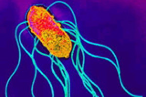 Bacterias Actuaciencia: enero 2018