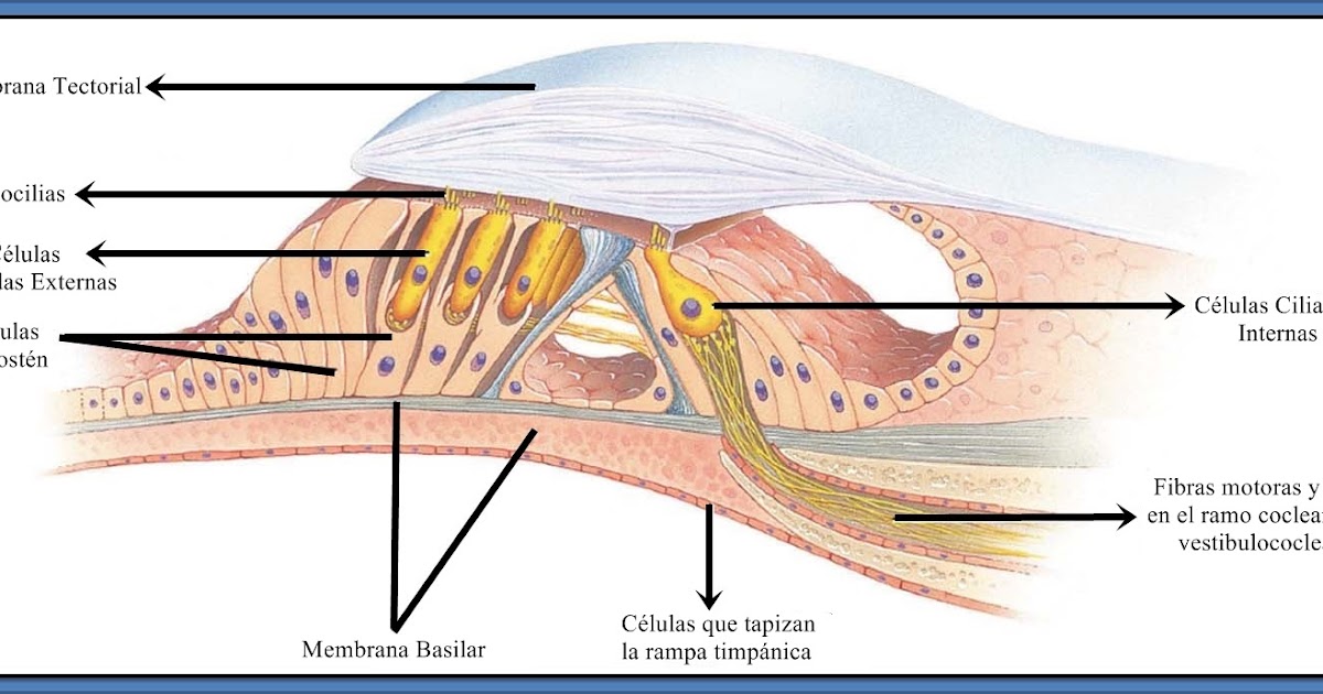 Órgano de Corti ~ Biopsicosalud