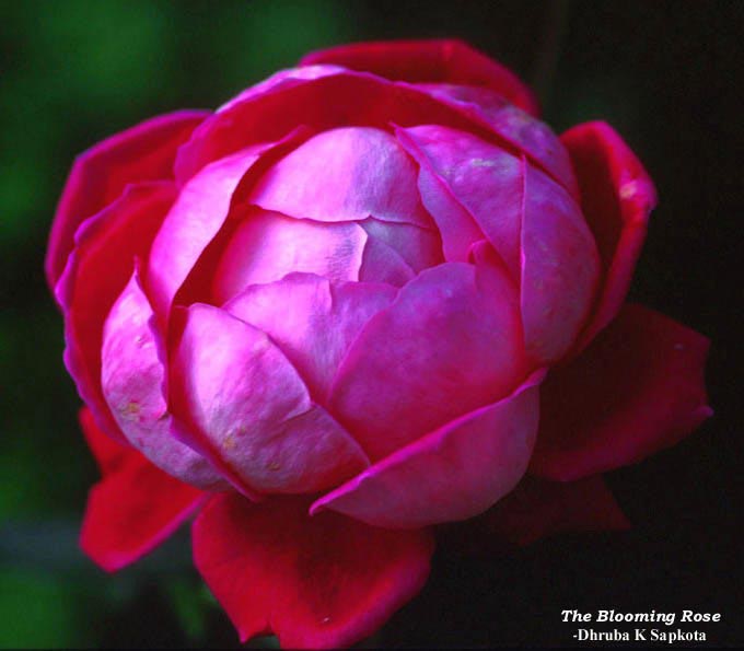 searchnew: BLOOMING ROSE.