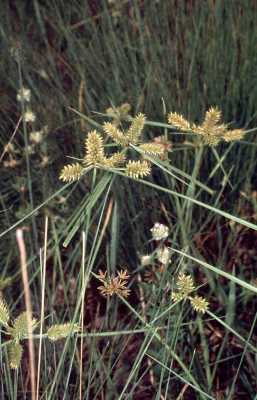 PLANT FAMILIES OF PUERTO RICO AND FLORIDA PAPO VIVES: CYPERACEAE SERIE ...