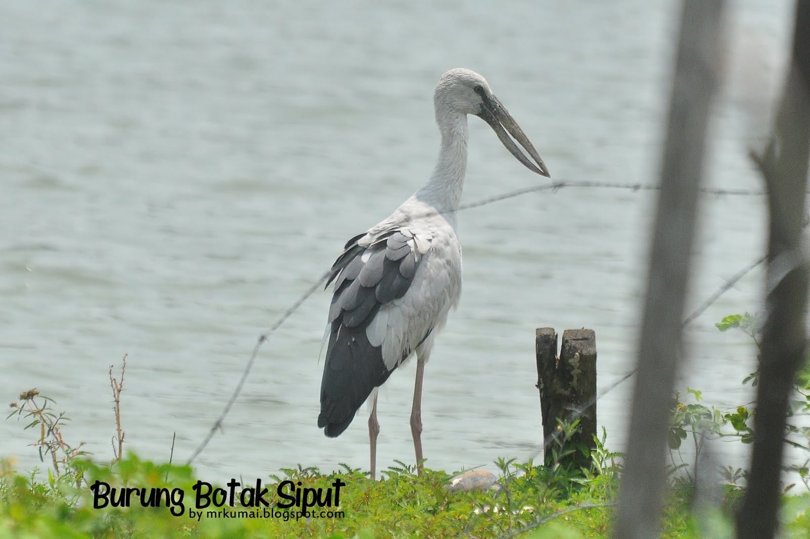 mrkumai.blogspot.com: Koleksi Burung: Burung Botak Asia (Asian Openbill ...