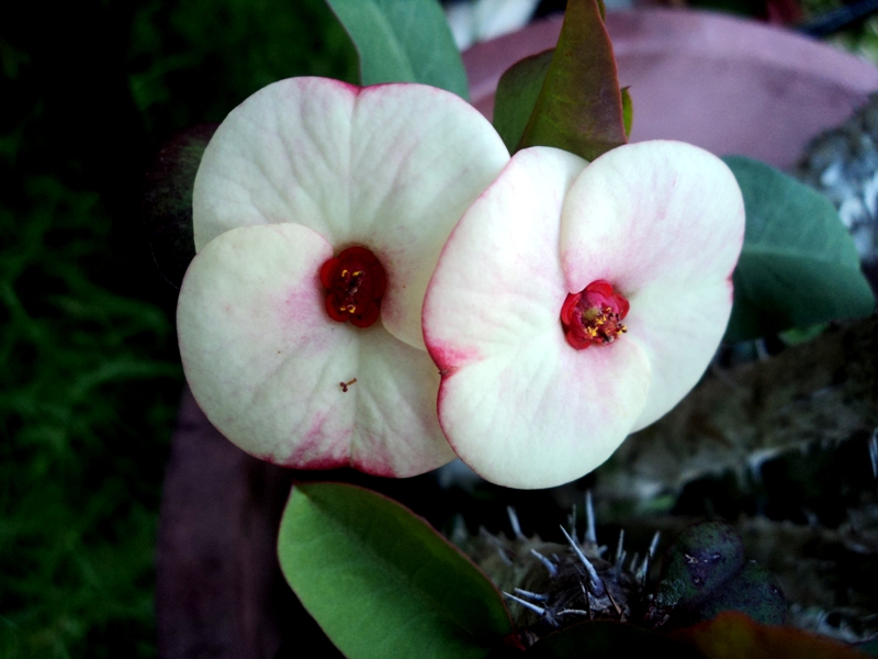 Selamat Datang Ke Blog Norgadis Labuan: Bunga Berduri