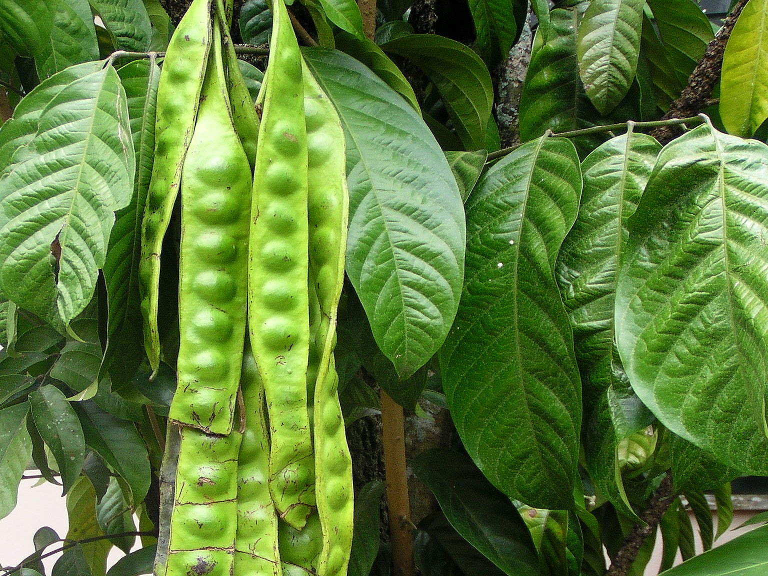 Manfaat Buah Petai Untuk kesehatan | Manfaat