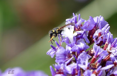Mallorca es así también: Insectos de primavera en el jardín