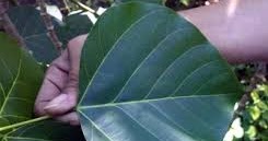 Khasiat daun Dadap srep bagi kesehatan tubuh