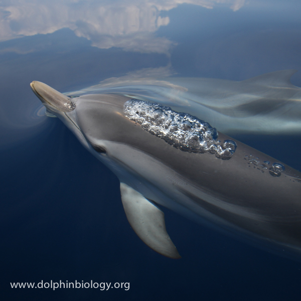 Dolphin Biology and Conservation: Breathing out