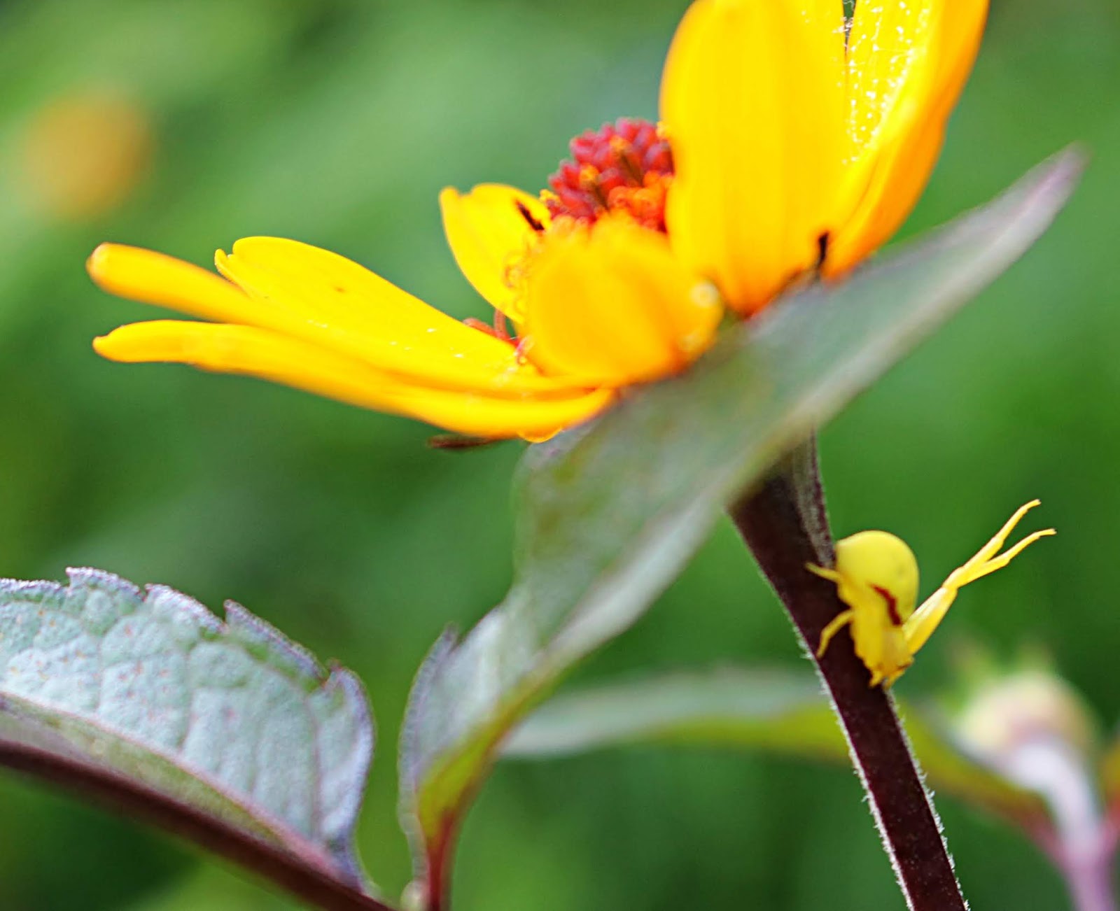 EXPLORING IN AND AROUND ACADIA NATIONAL PARK: May 2018