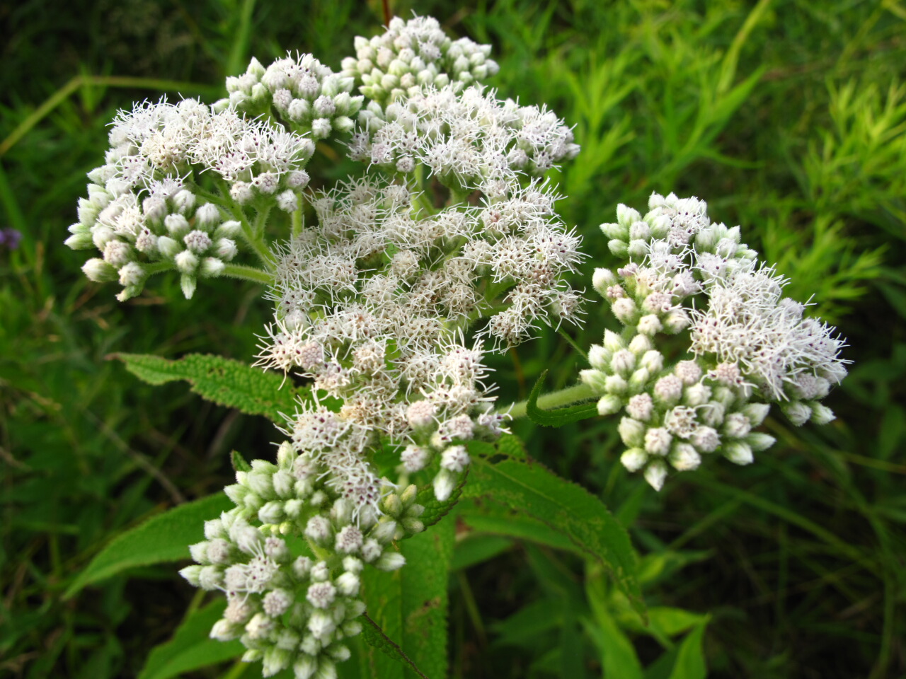 The Joyce Road Neighborhood: Wildflower - Boneset