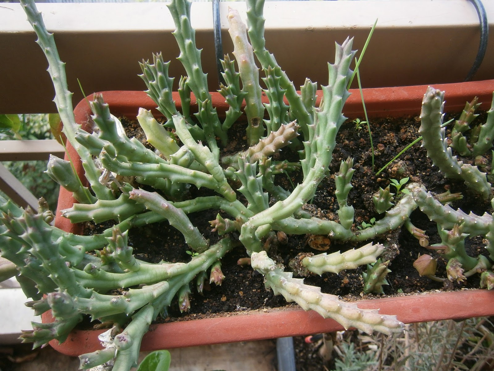 Olga's dreamland: Planting succulent - Orbea variegata