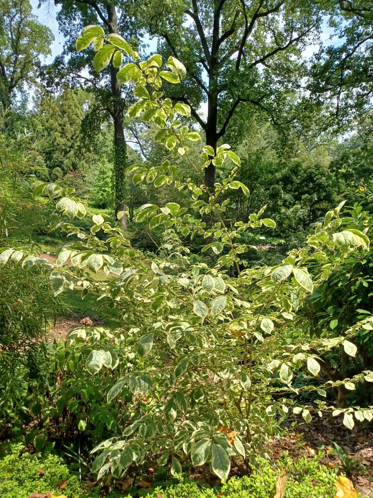 Future Plants by Randy Stewart: Orixa japonica