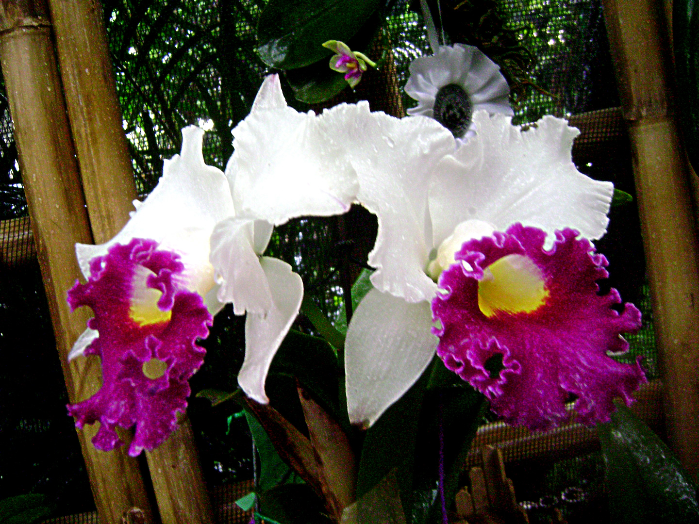 of flowers and of verses: cattleya
