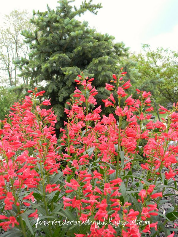 Forever Decorating!: Mid May, Views Around The Garden