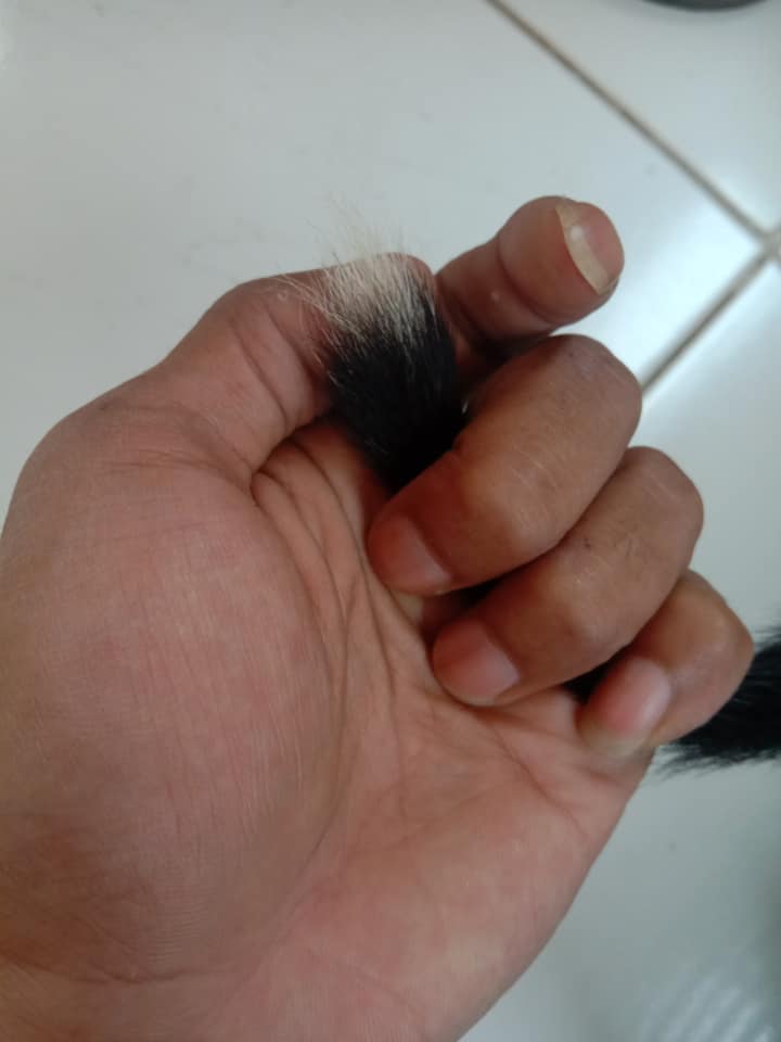 Musang Bulan, Ciri-ciri, Siklus hidup dan karakternya - IDNFARMERS