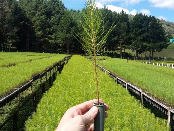 Decoração com peças em pinus: de onde vem essa madeira sustentável