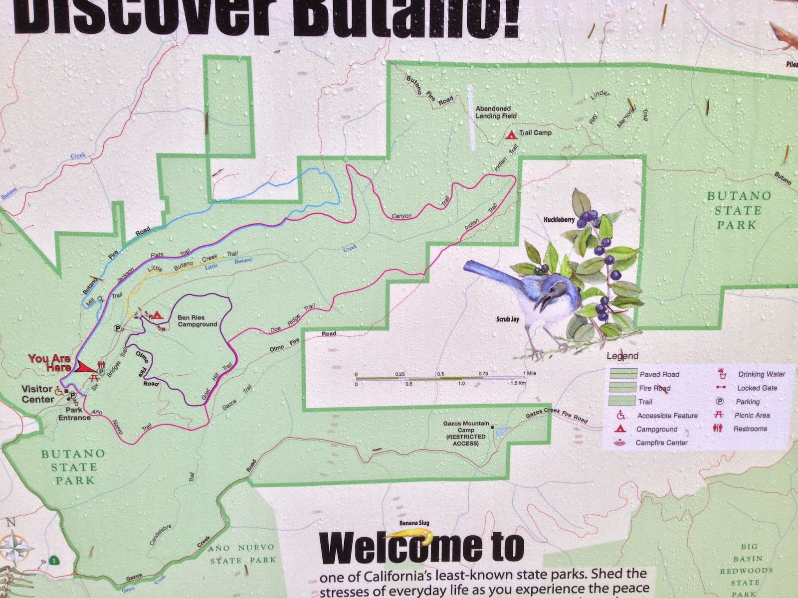 C&J Road Rave 2014-2015 : Butano State Park: Pescadero, California