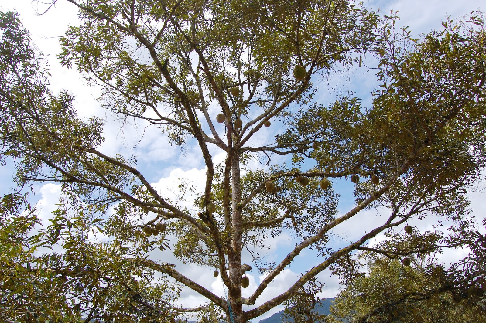 Durian Info: Why Are There No Fruits On My Durian Trees?