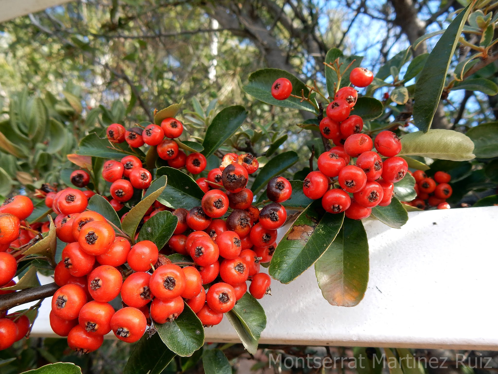 PYRACANTHA COCCINEA - BOTÀNIC SERRAT