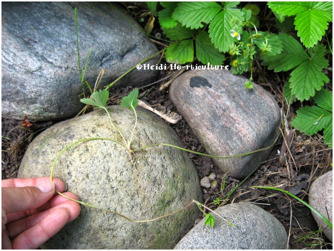 Heidi Horticulture: Fragaria (Strawberry) Stolons (Runners)