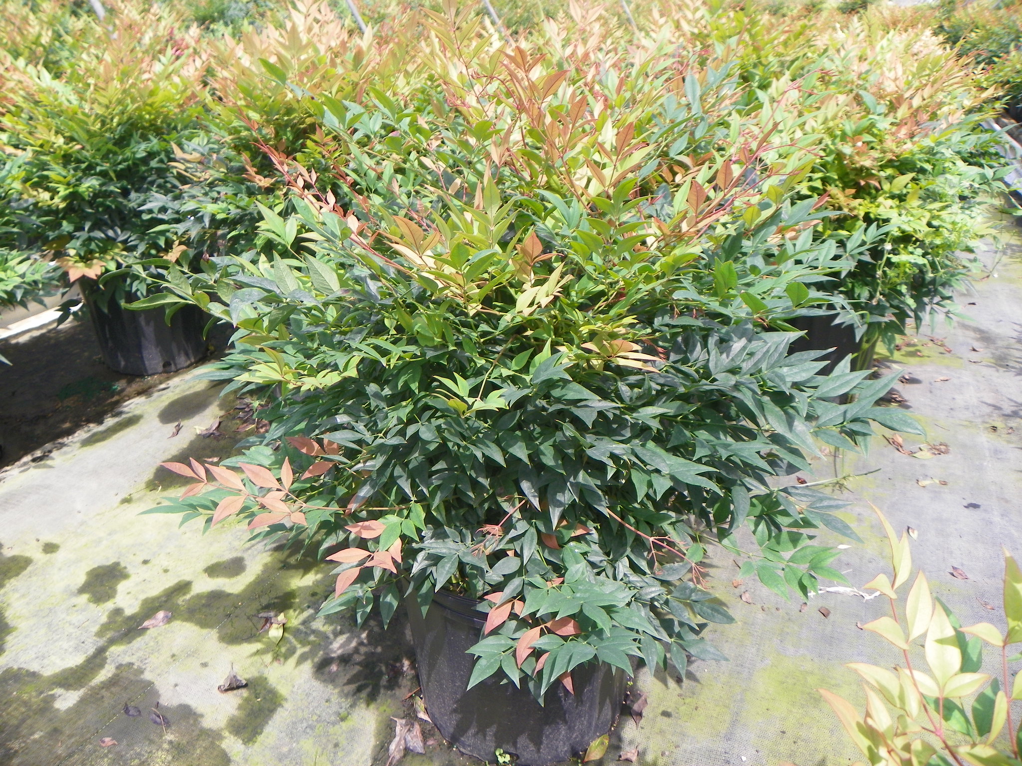Nandina Gulfstream - Gulf Stream Heavenly Bamboo care and culture ...