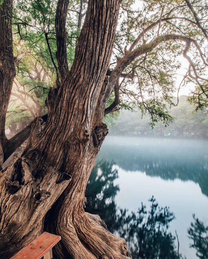 Jaime Ramos Méndez: Ahuehuete, o sabino, en el amanecer del lago ...