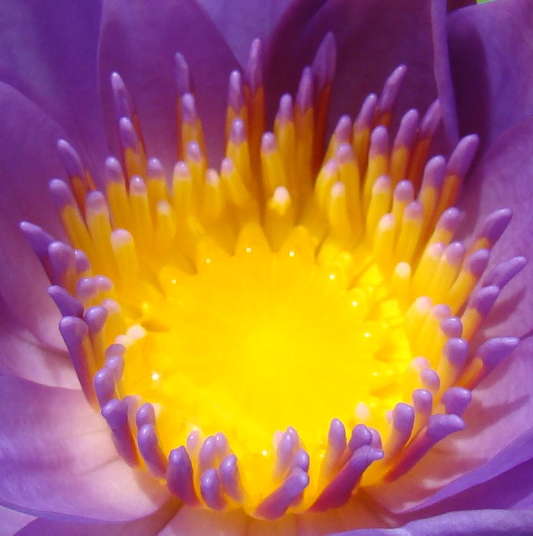 Discover-SriLanka: SRI LANKA - ' NIL MANEL ' FLOWER [ BLUE WATER LILY ]