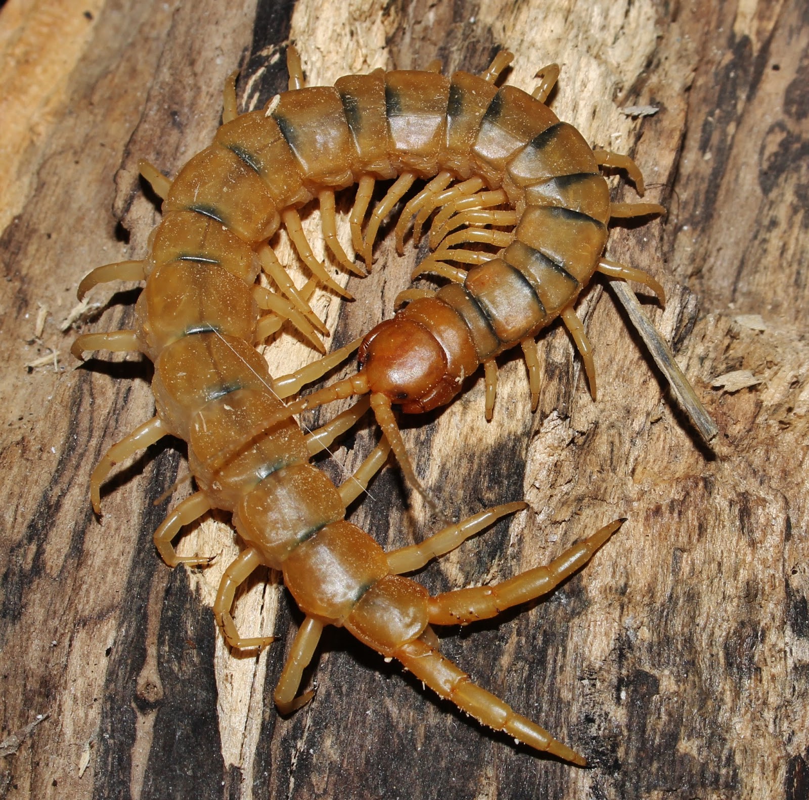 Biodiversity of Cyprus by NGO Protection of the Natural Heritage and ...