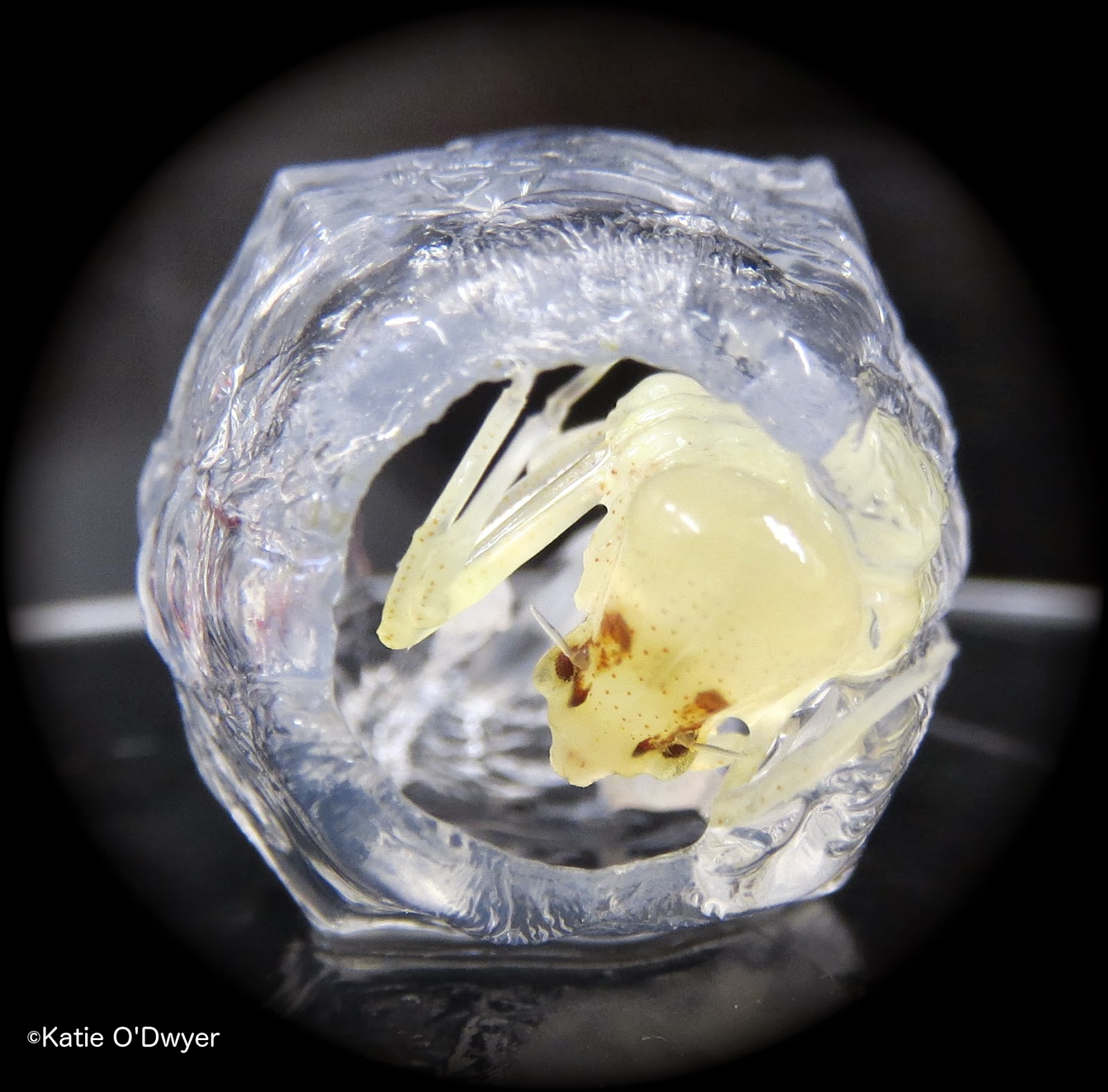 Parasite of the Day: Phronima sp.