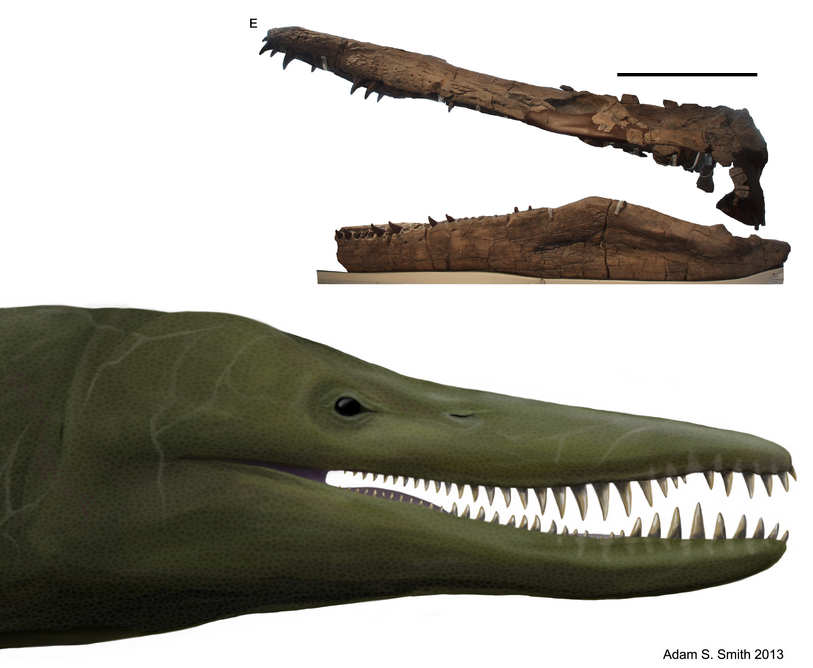 Pliosaur Skeleton