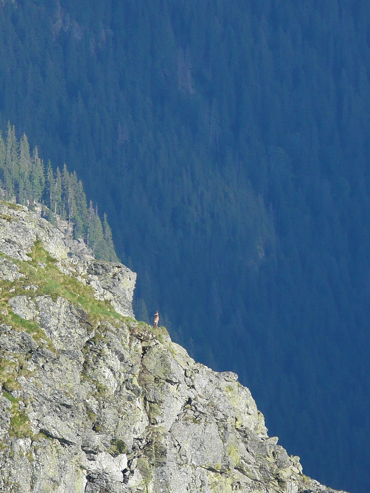 nature trails: Capra Neagra din Fagaras