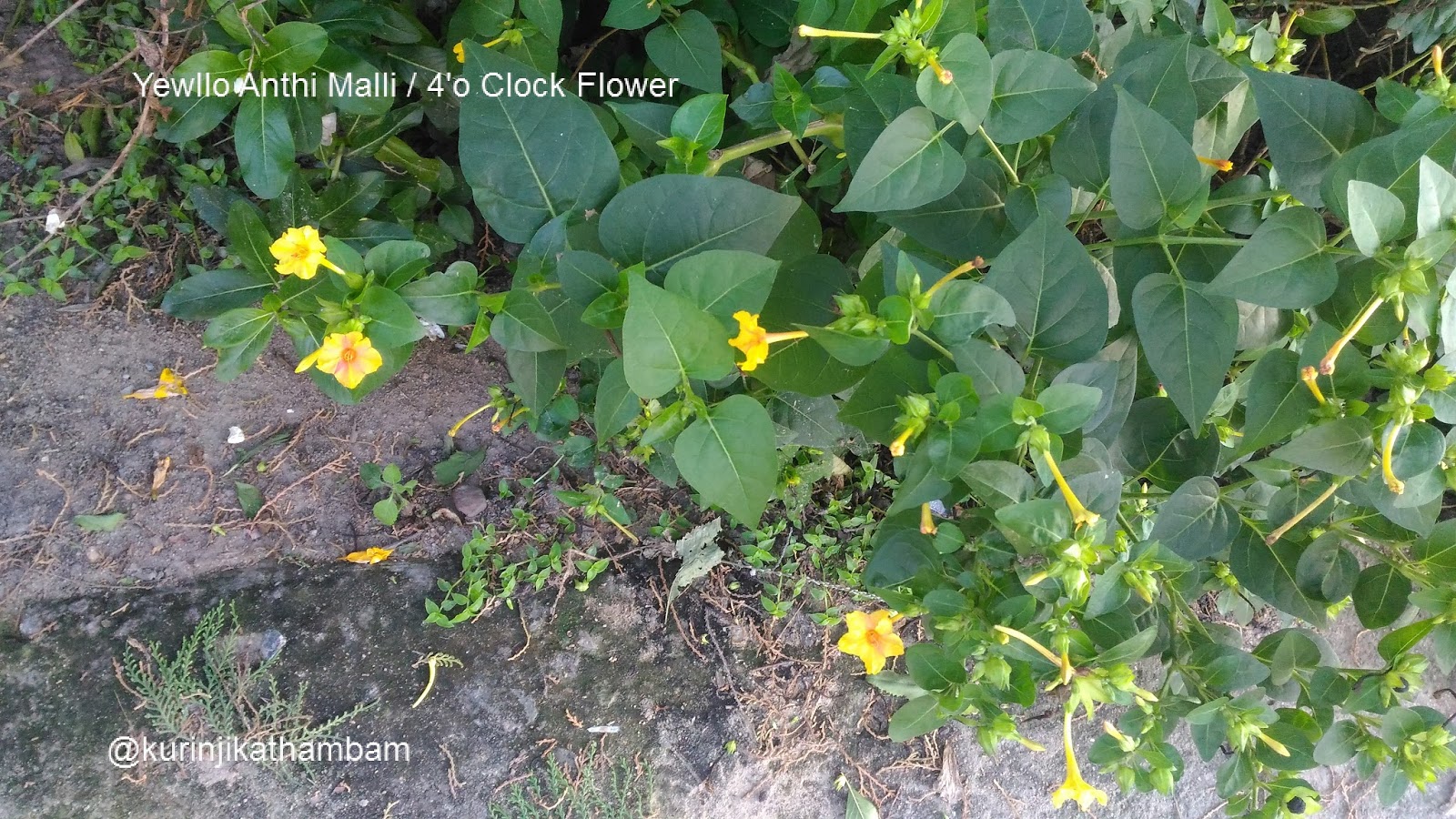 Flowers from My Cam: 47. Yellow Anthi Malli / Mirabilis Jalapa / 4'o ...