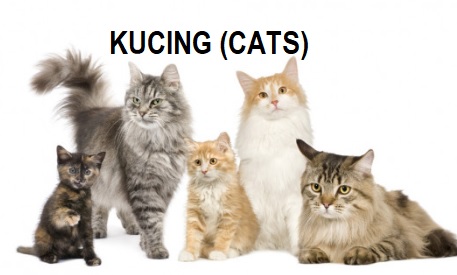 Anim Agro Technology: KUCING - KENALI DIA