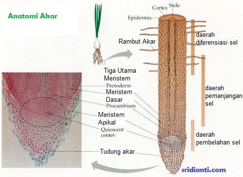 Struktur Akar Primer pada Tumbuhan - Biologi Edukasi: Belajar Sains Biologi