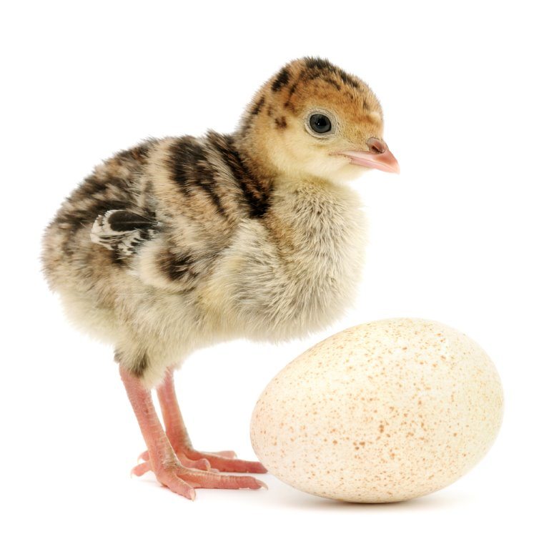 Woodville Ace Chicken Blog: Here Turkey Turkey Turkey......