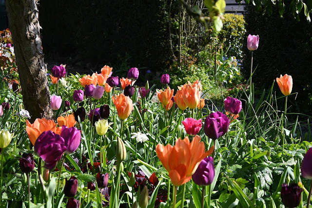 Wat doe je met uitgebloeide tulpen.